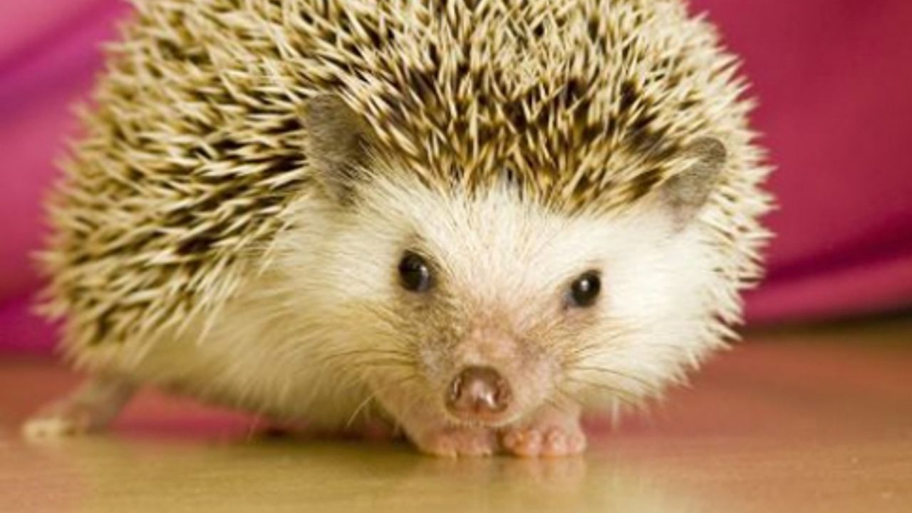 Ameliyatlarda ''kirpiler'' taklit edilecek - Önce Vatan Gazetesi