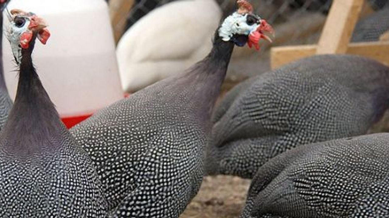 Beç tavuğu keneyi yendi - Önce Vatan Gazetesi