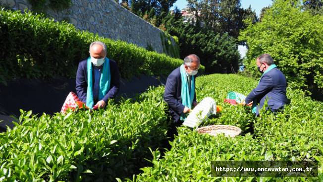 Çay hasadı başladı - Önce Vatan Gazetesi