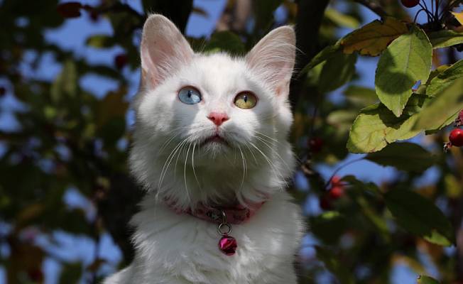 Van Kedi Villası'nda 2023 doğumları için çalışmalara başlandı - Önce ...