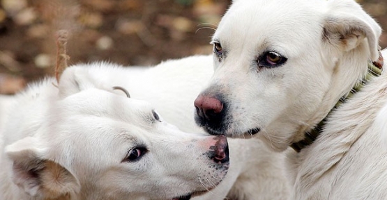 Akbaş için ırk çalışmasına başlandı - Önce Vatan Gazetesi