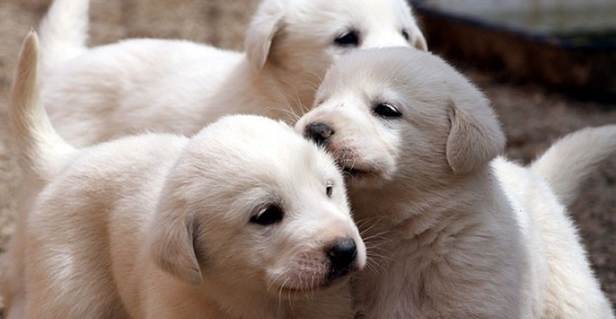 "Akbaş" için sıra bekliyorlar - Önce Vatan Gazetesi