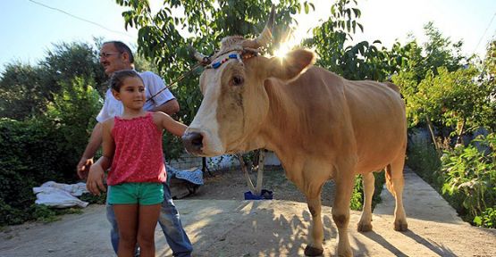 Bu filmin başrol oyuncusu "Sarı inek" - Önce Vatan Gazetesi
