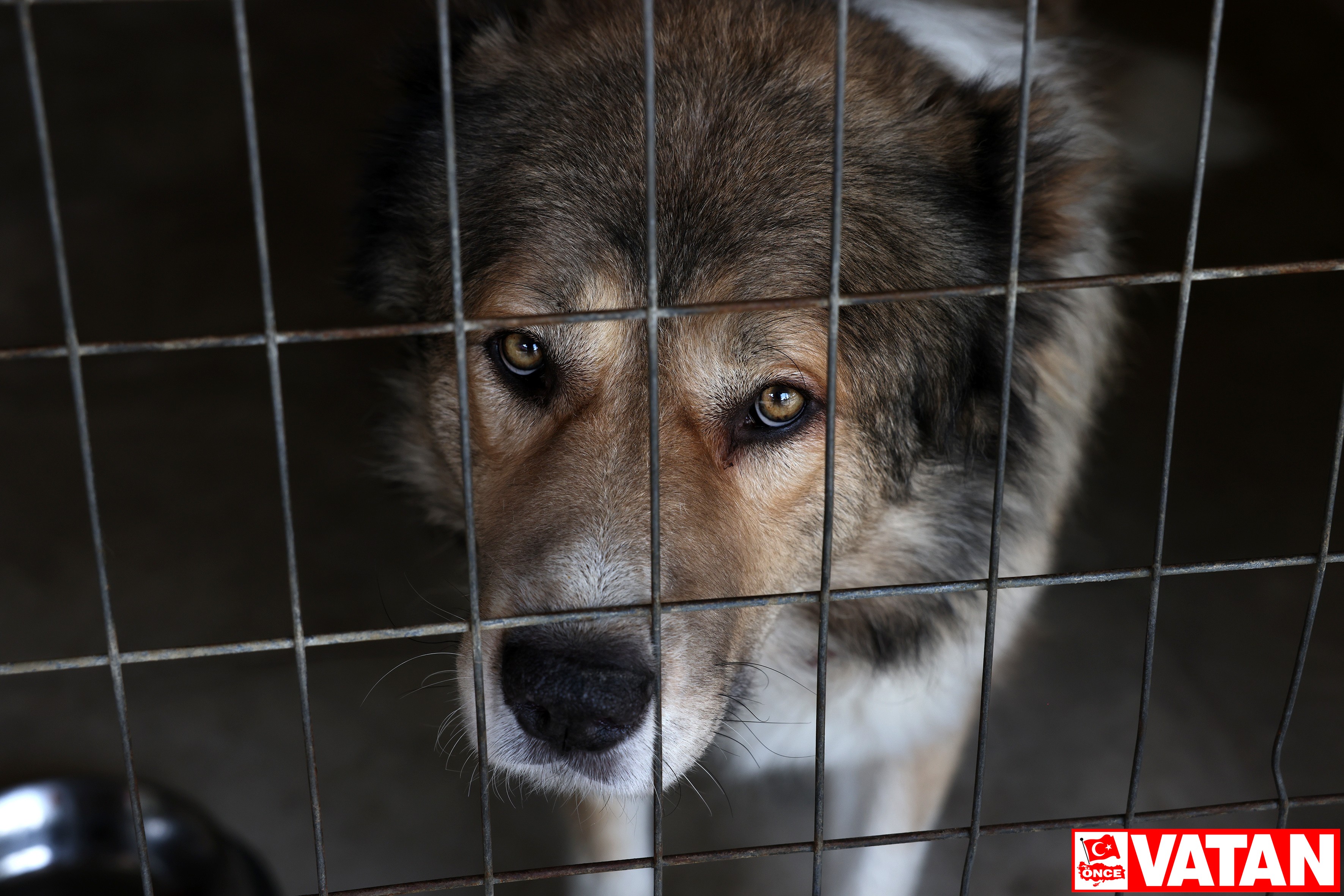 Avrupa'da sahipsiz havyanlar: Yunanistan - Önce Vatan Gazetesi